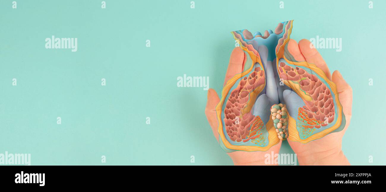 Thyroid gland organ, hyperthyroidism and hypothyroidism, health issues ...