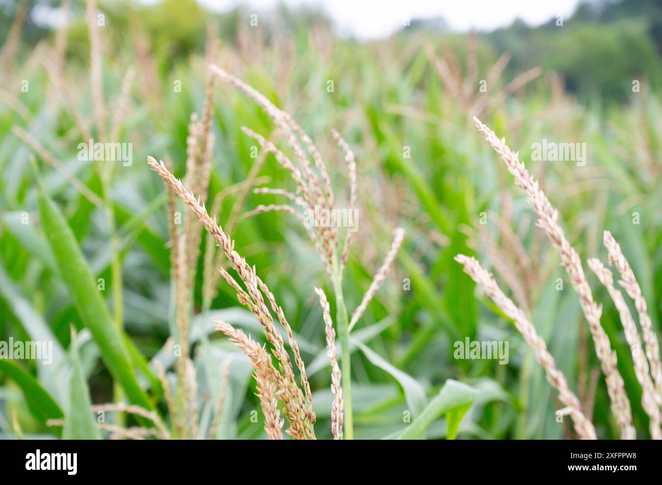 Corn field, cultivated corn cob growing, harvest in the summer ...