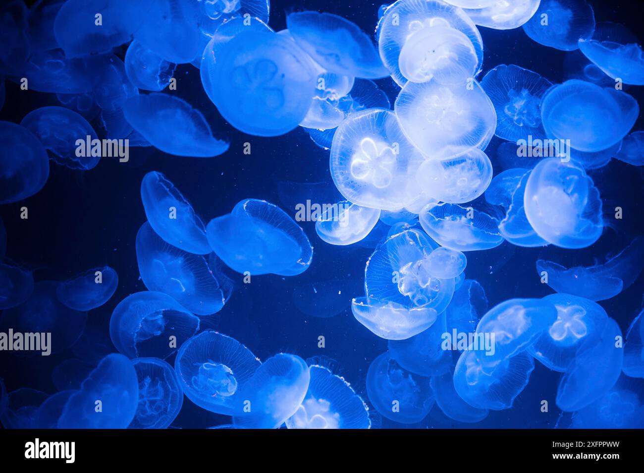 Baltic sea jelly hi-res stock photography and images - Alamy