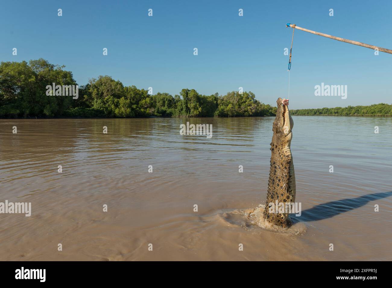 Saltwater crocodile (Crocodylus porosus) jumping up to grab a piece of ...