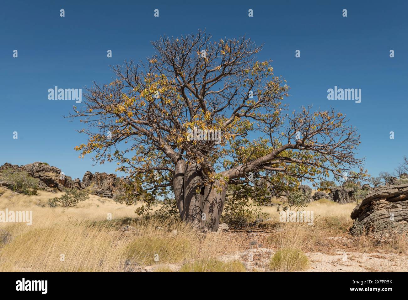 Boab tree / Australian baobab (Adansonia gregorii) endemic to Australia ...