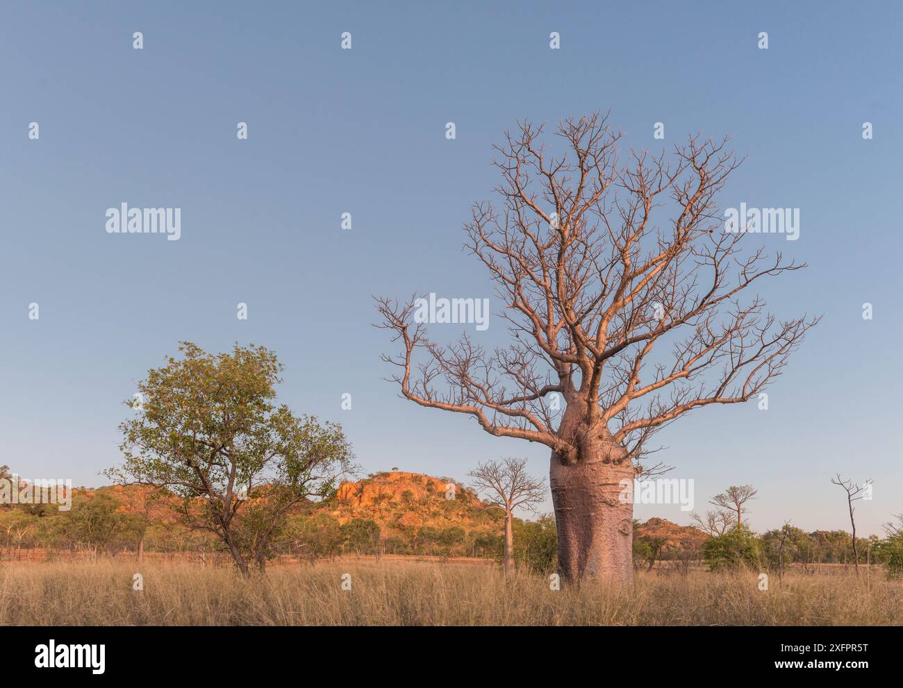 Sun setting with Boab tree / Australian baobab (Adansonia gregorii ...