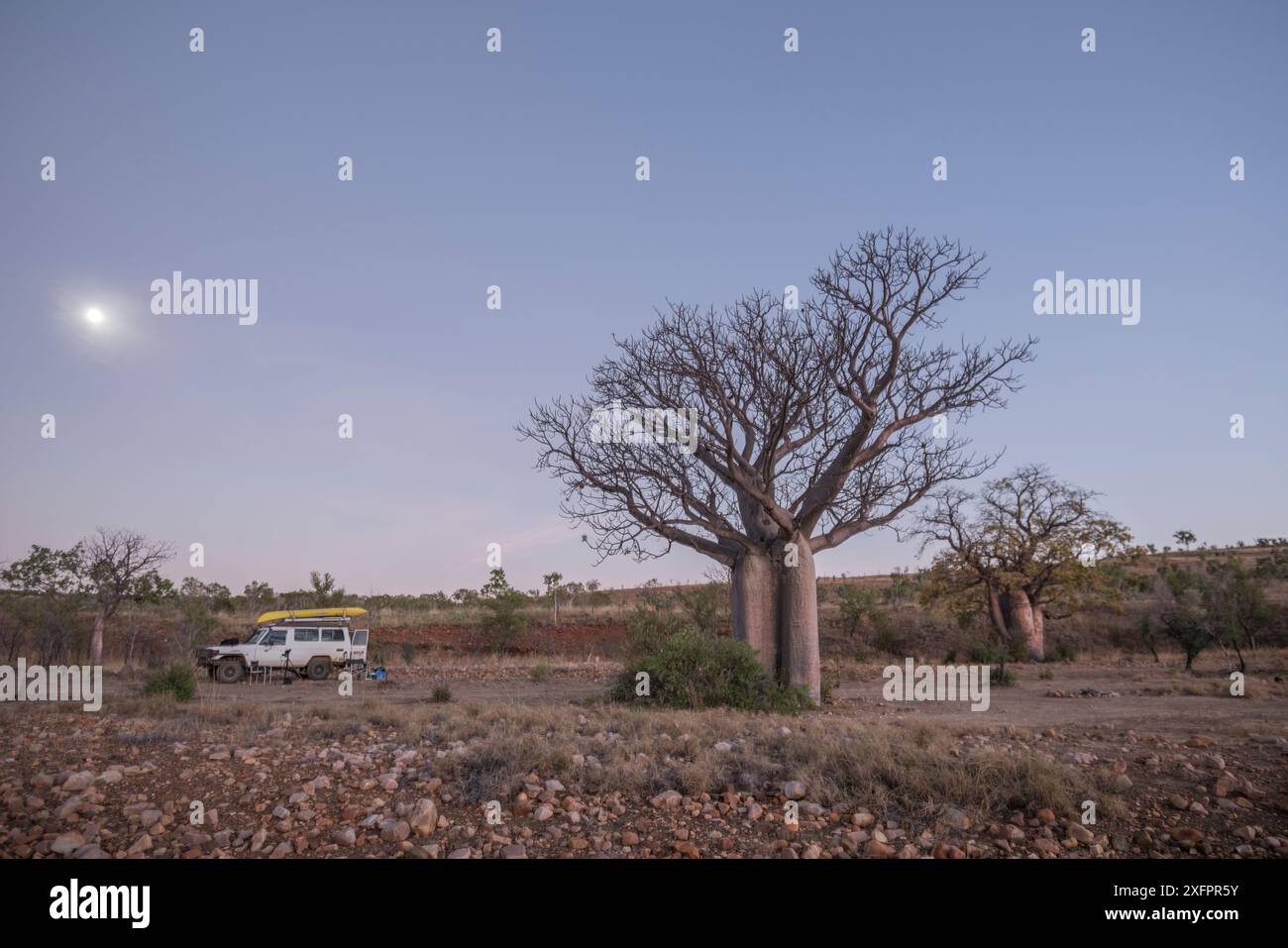 Moon rising behind Australian baobab / Boab trees (Adansonia gregorii ...