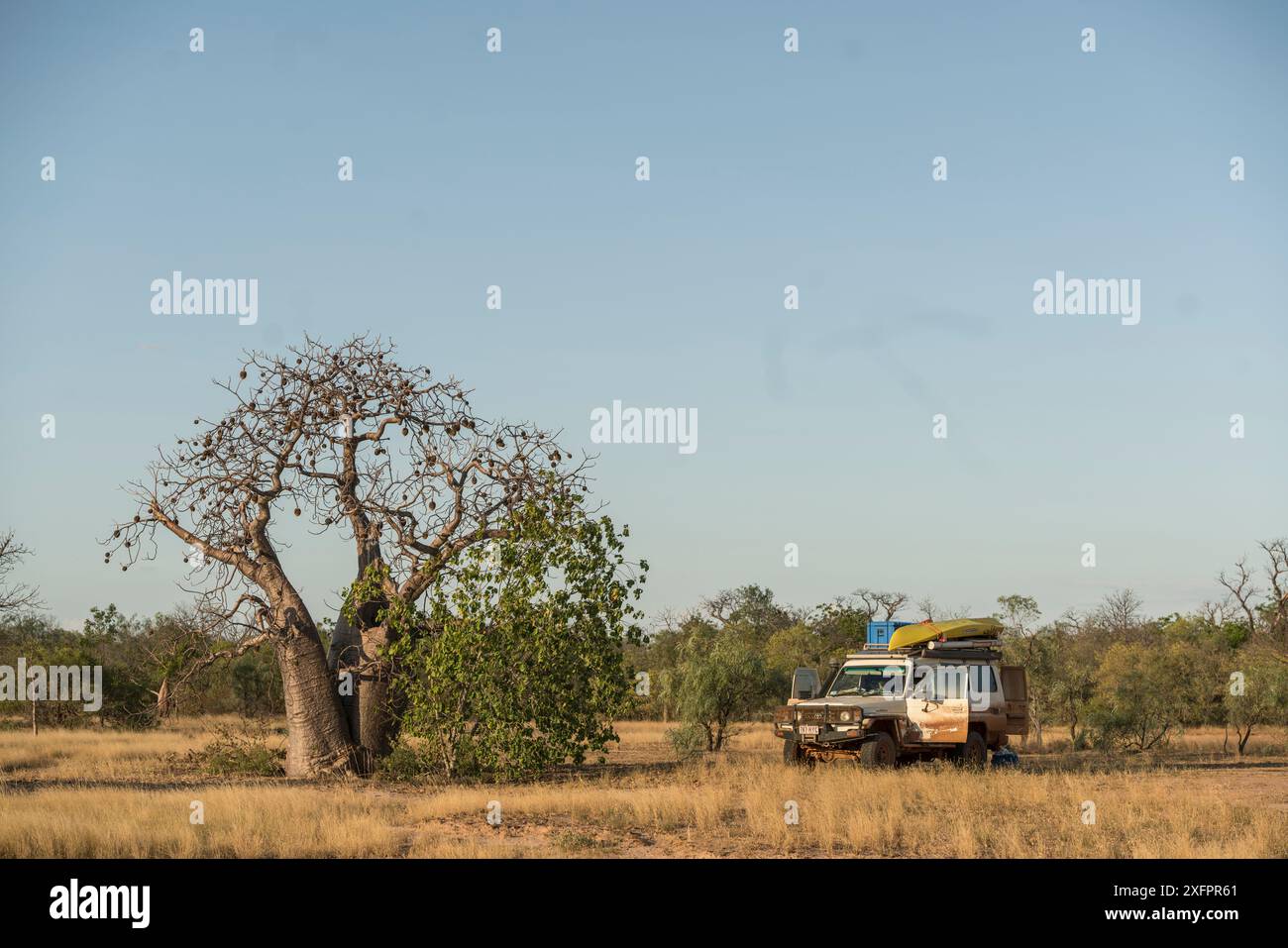 Boab tree / Australian baobab (Adansonia gregorii) with the four wheel ...