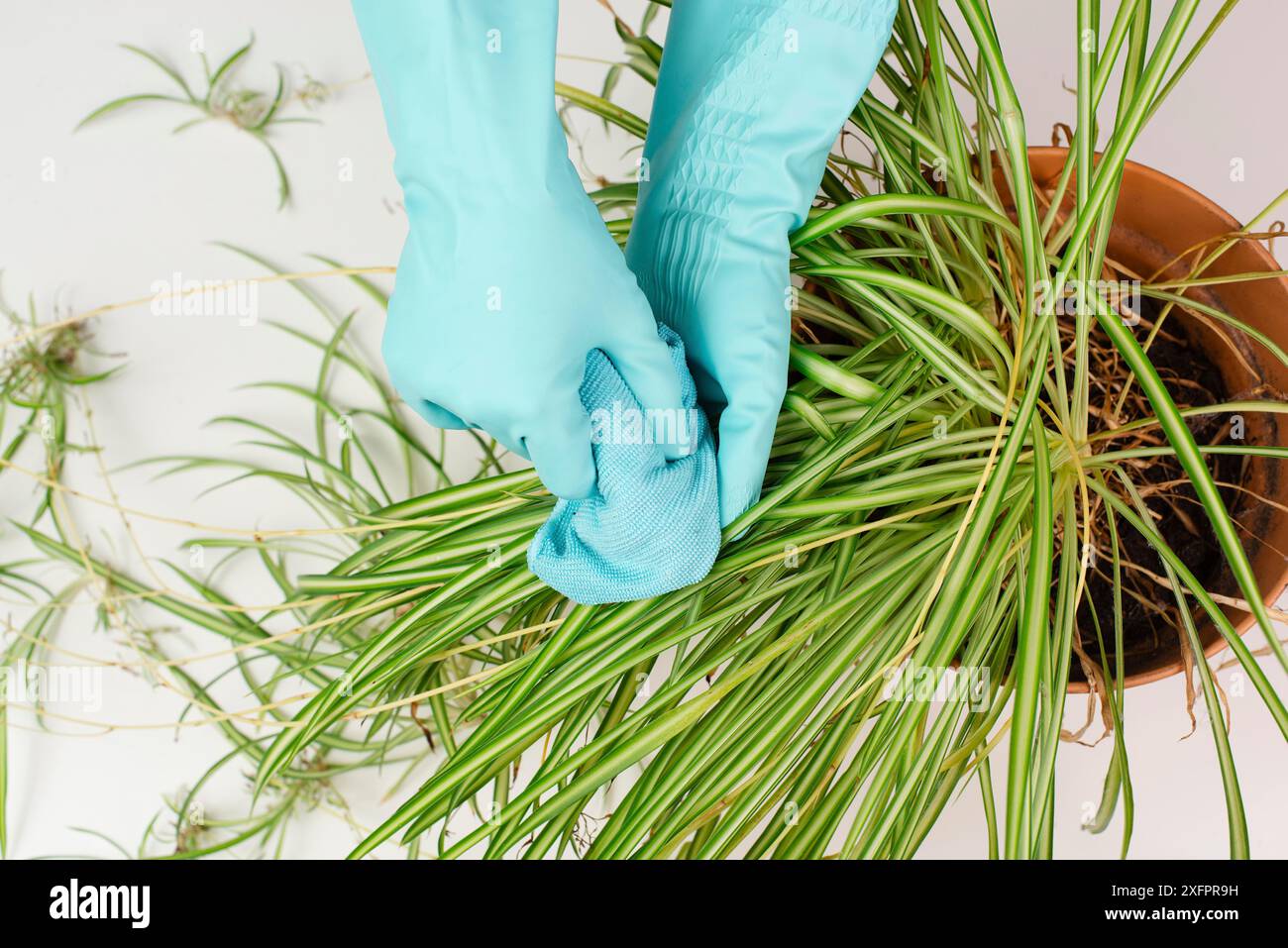 Cleaning the leaves of a spider plant with a rag, florist washing leaf ...