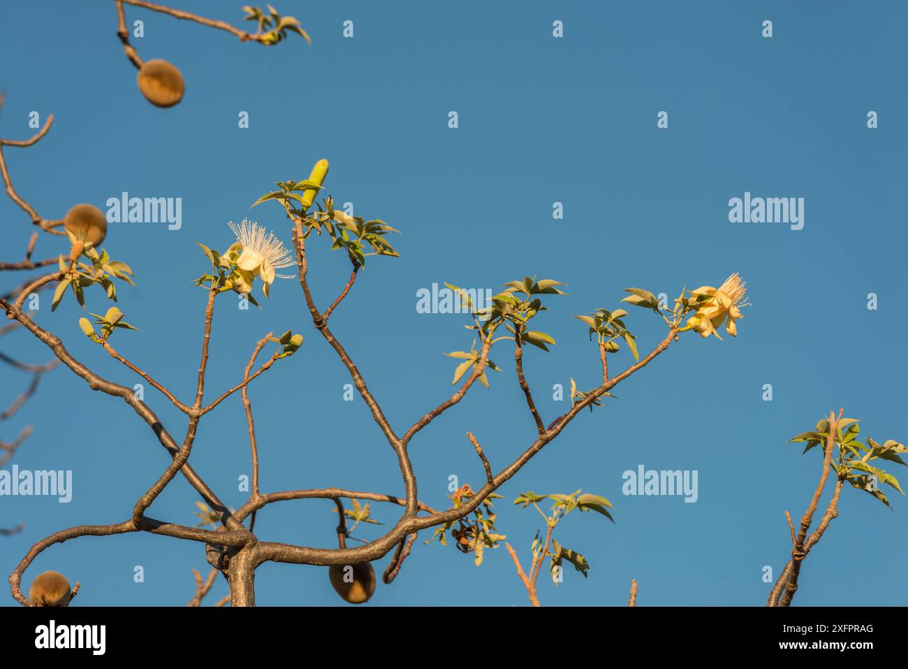 Boab tree / Australian baobab (Adansonia gregorii) leaves and flowers ...