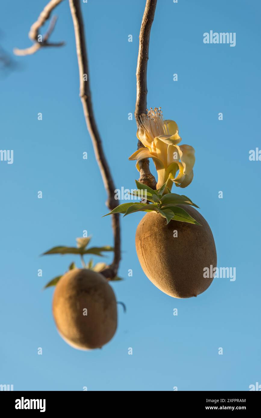 Boab tree flower hi-res stock photography and images - Alamy