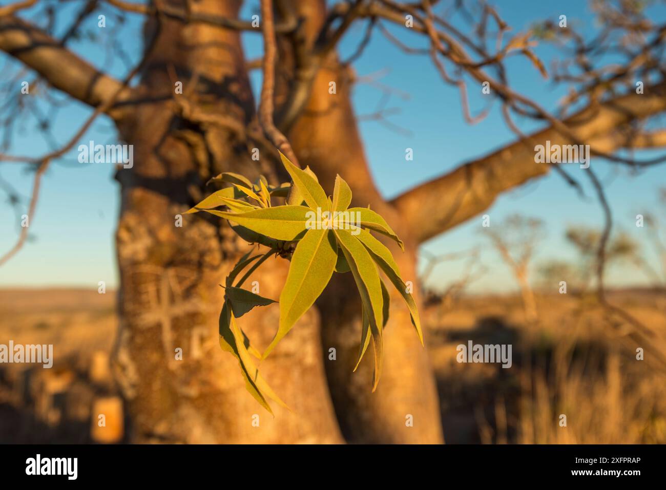Australian baobab / Boab tree leaves (Adansonia gregorii) Kimberley ...