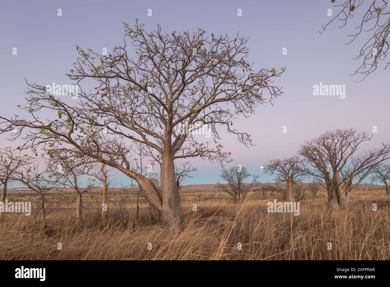 Full moon rising behind the Boab tree / Australian baobab (Adansonia ...