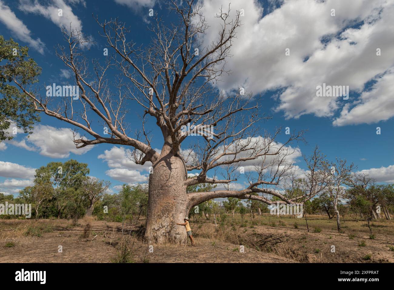 Woman hugging a Boab tree / Australian baobab (Adansonia gregorii ...