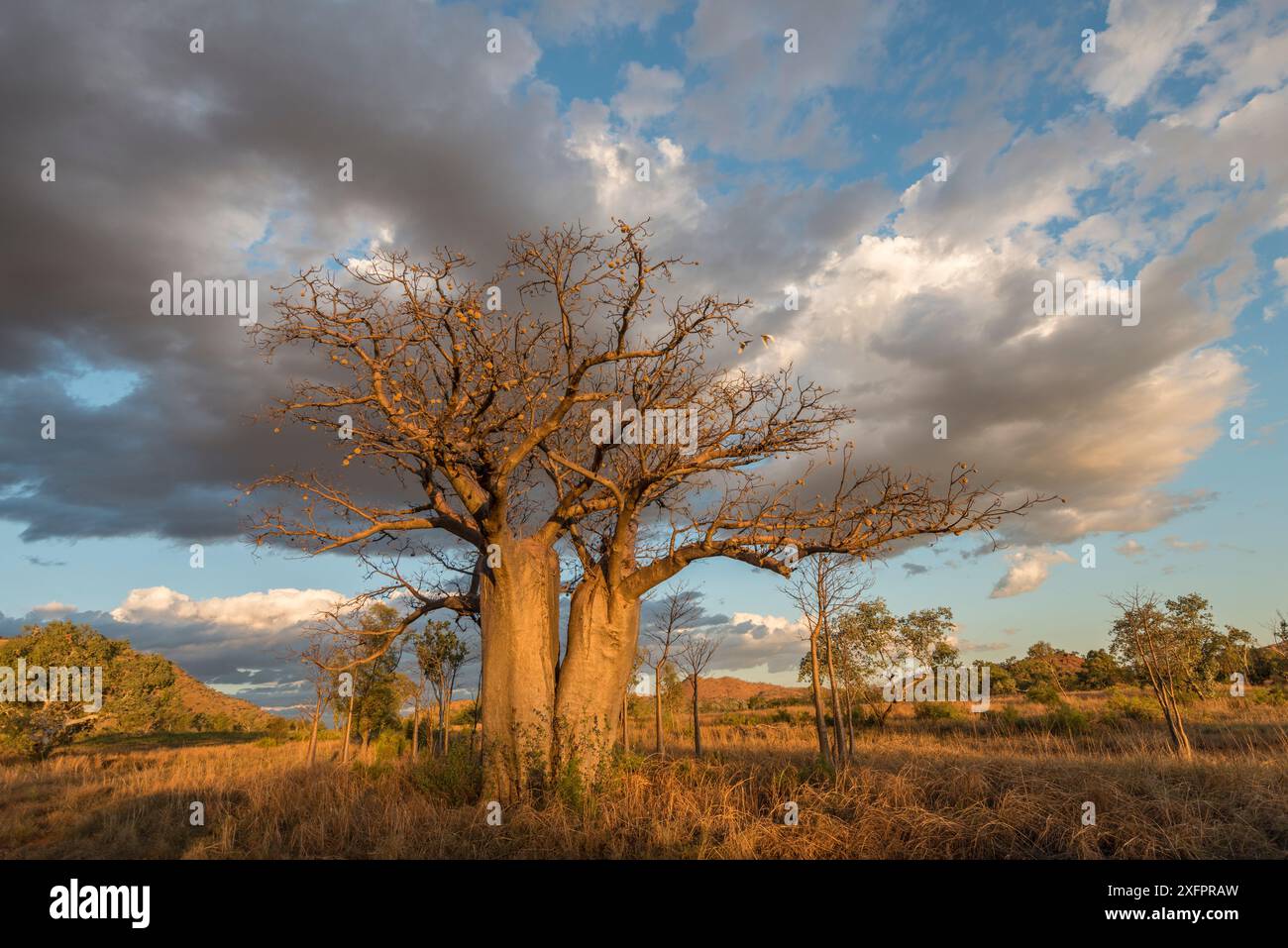 Australian baobab / Boab trees (Adansonia gregorii) Kimberley, Western ...