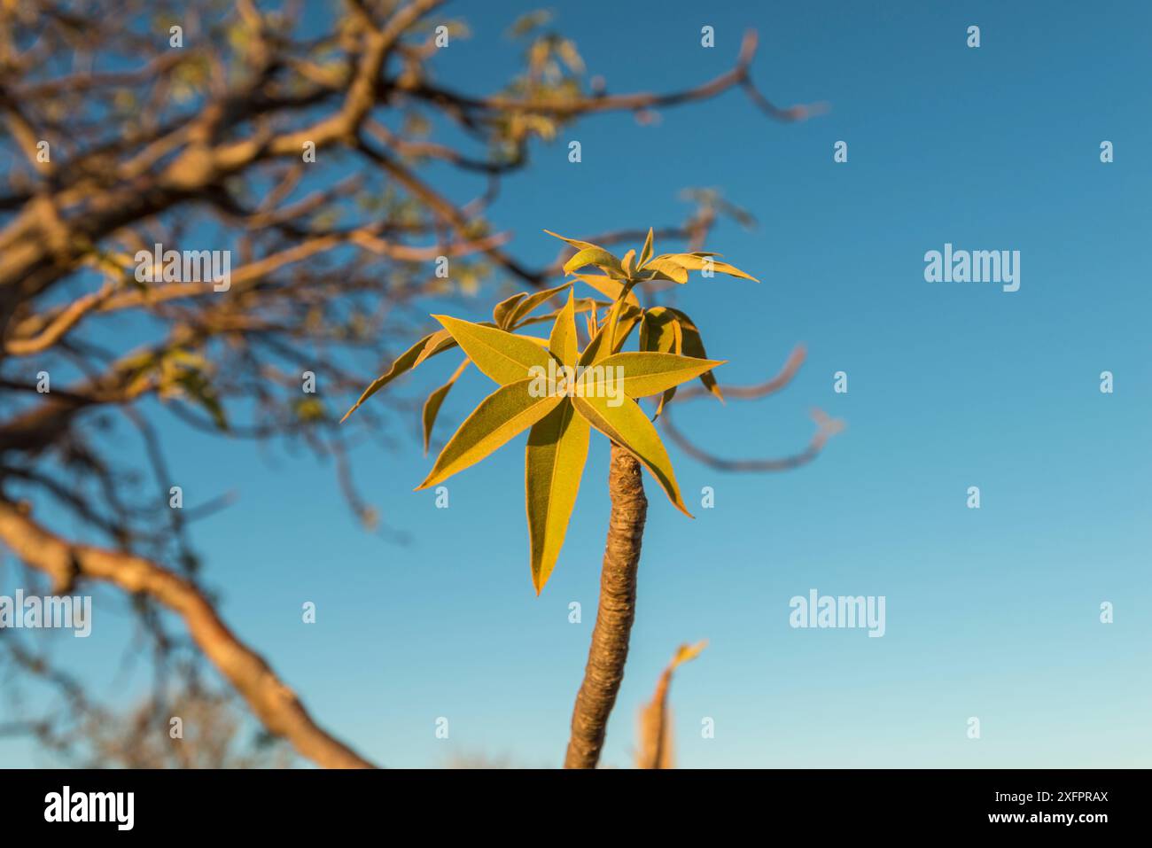 Australian baobab /Boab tree leaves (Adansonia gregorii) Kimberley ...