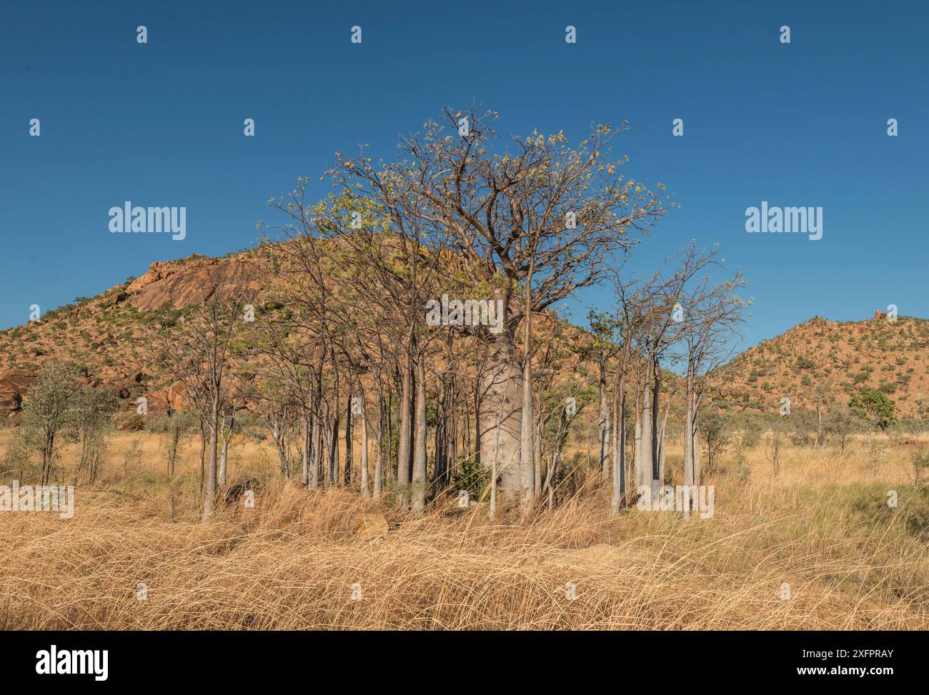 Australian baobab tree hi-res stock photography and images - Alamy