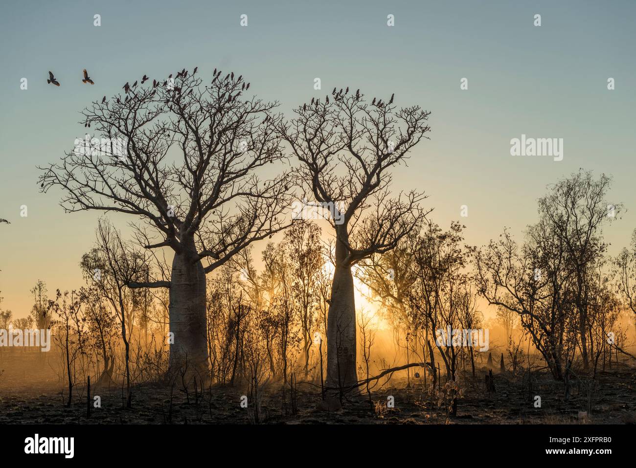 Morning light streaming through a silhouetted Boab tree / Australian ...