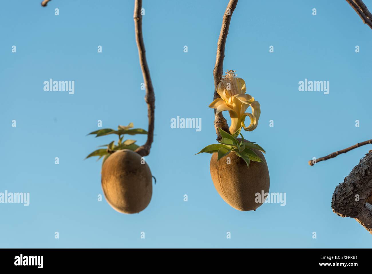 Baobab flower hi-res stock photography and images - Alamy