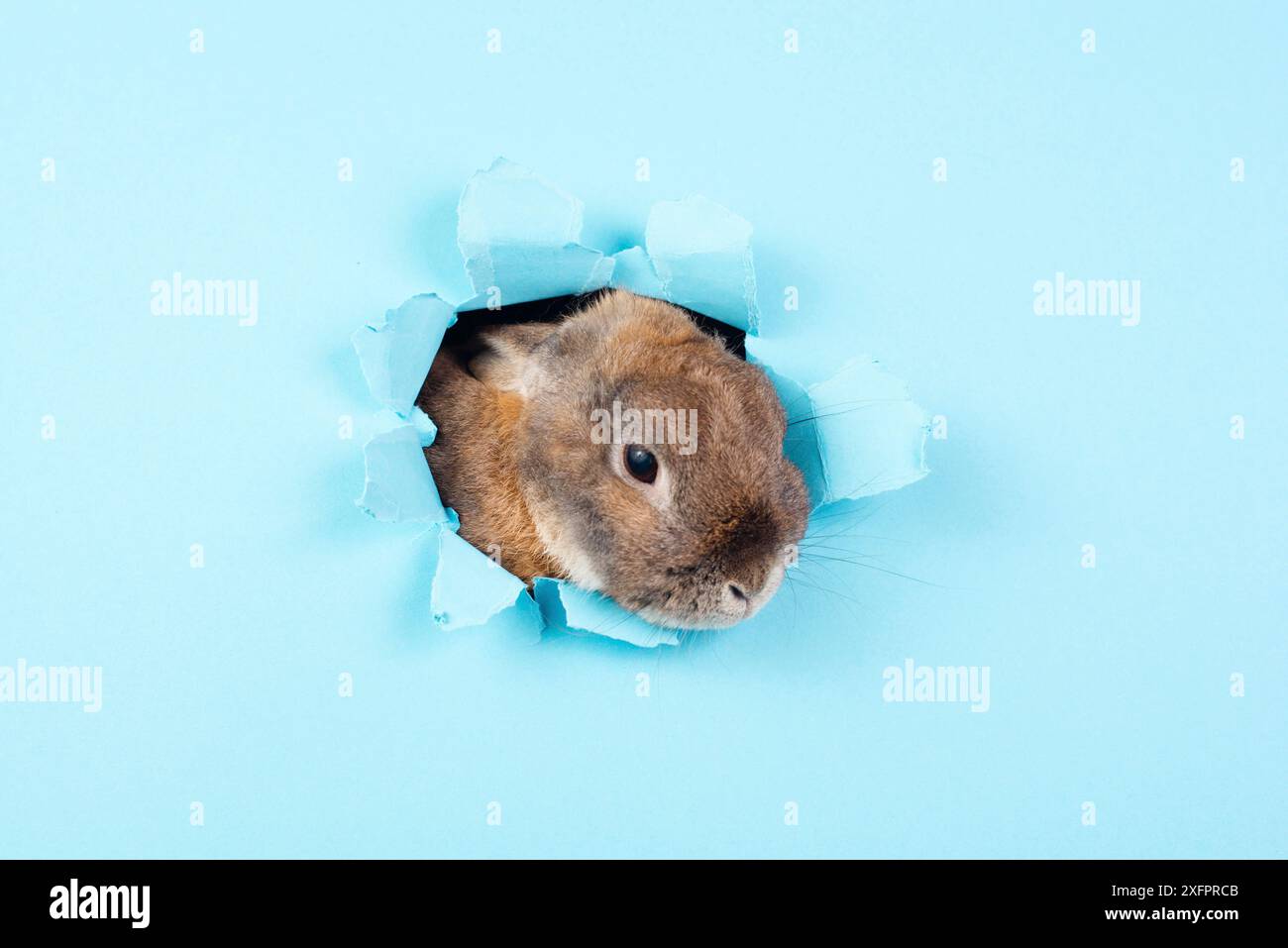 Curious easter bunny or rabbit peeking through a hole, holiday in ...