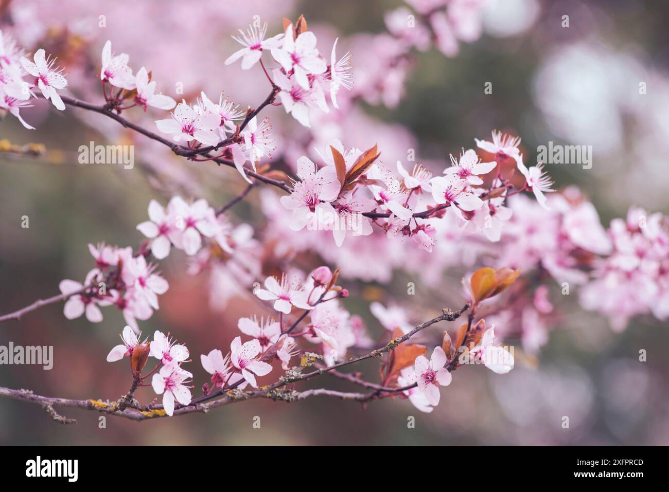 Japanese cherry sakura tree pink hi-res stock photography and images ...