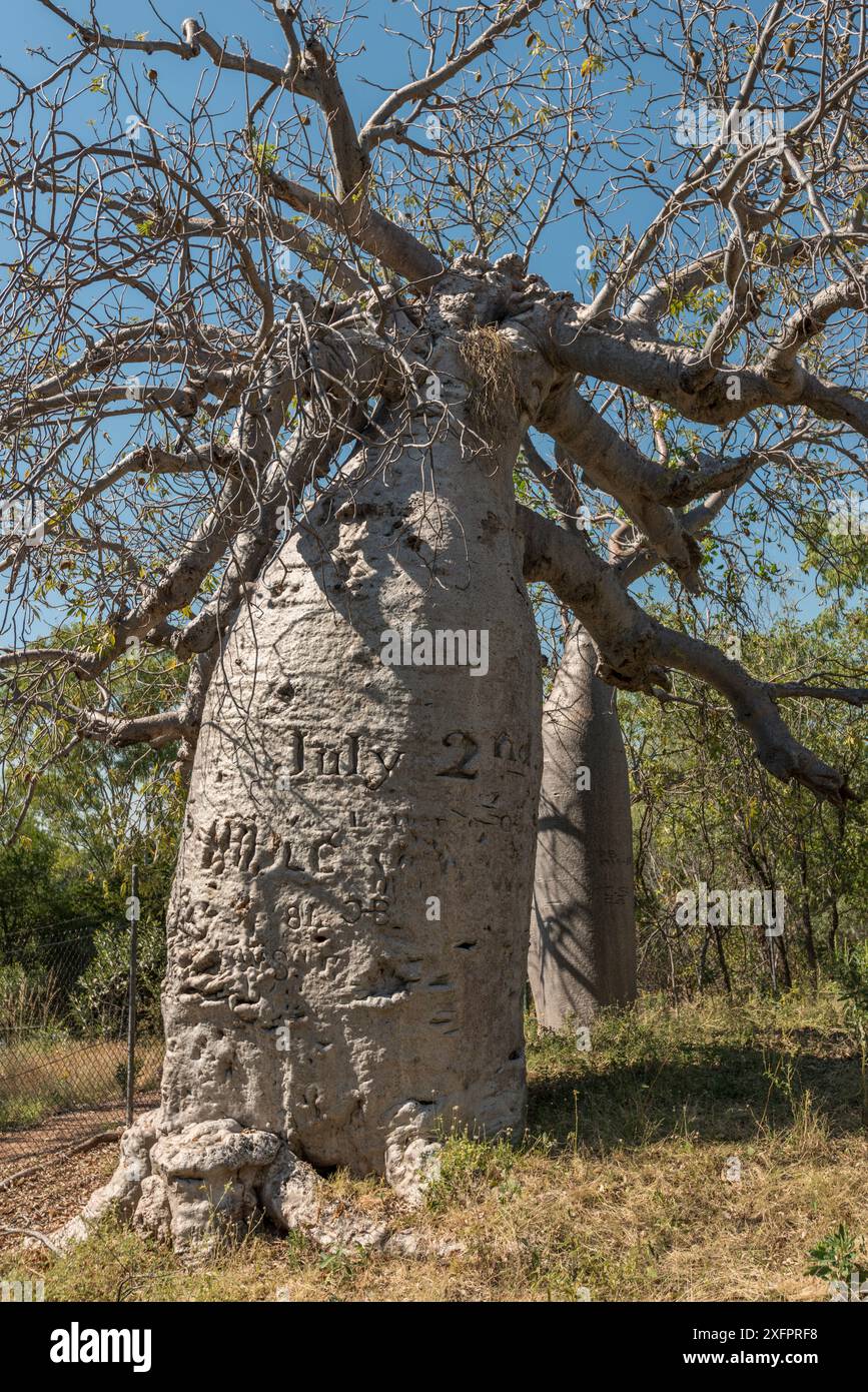 The Gregory Tree, an Australian baobab / Boab tree (Adansonia gregorii ...
