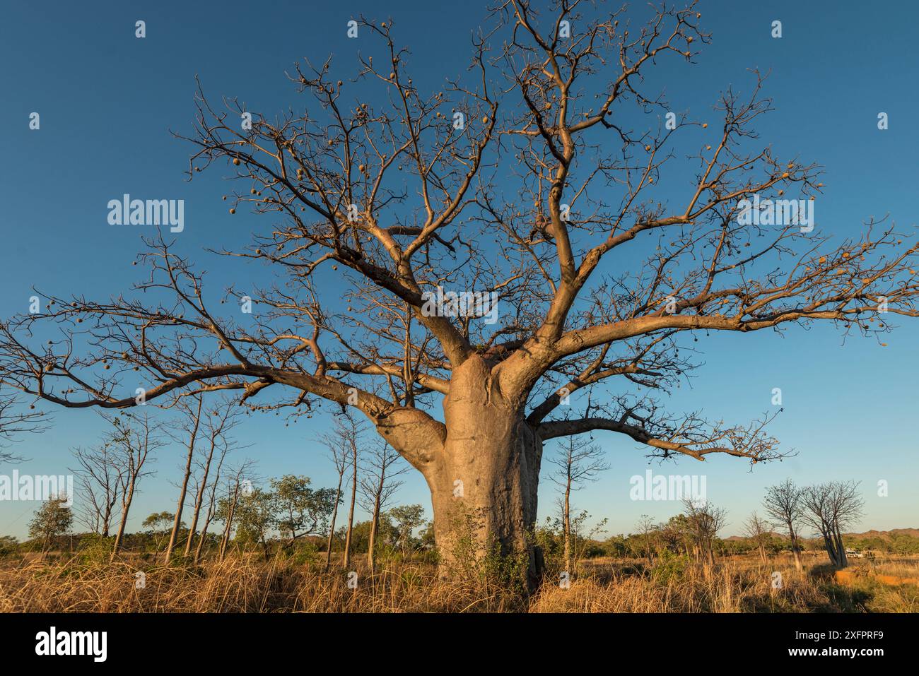 Australian baobab tree hi-res stock photography and images - Alamy