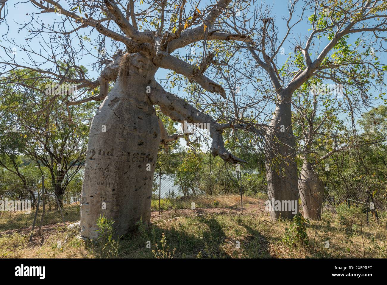 The Gregory Tree, an Australian baobab / Boab tree (Adansonia gregorii ...