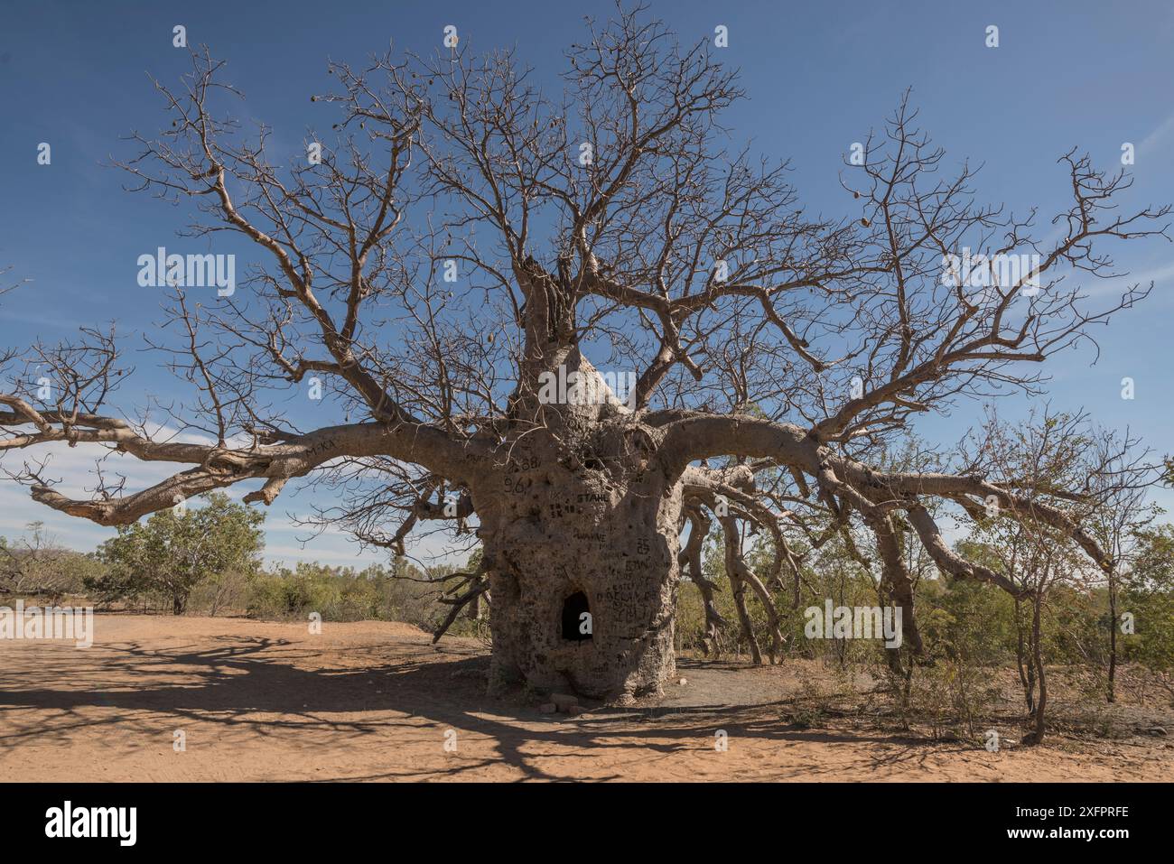 Boab tree prison hi-res stock photography and images - Alamy