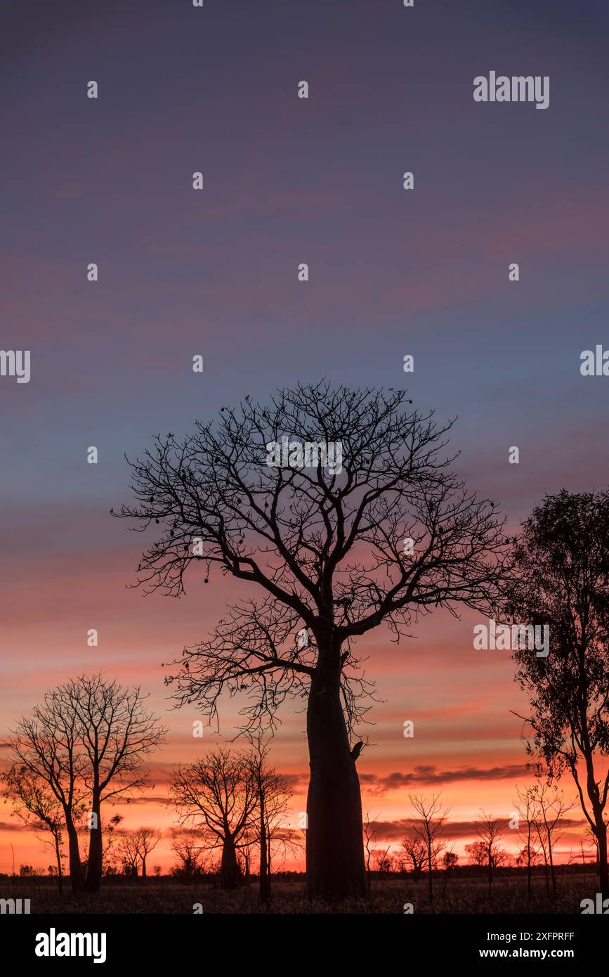 Australian baobab tree hi-res stock photography and images - Alamy