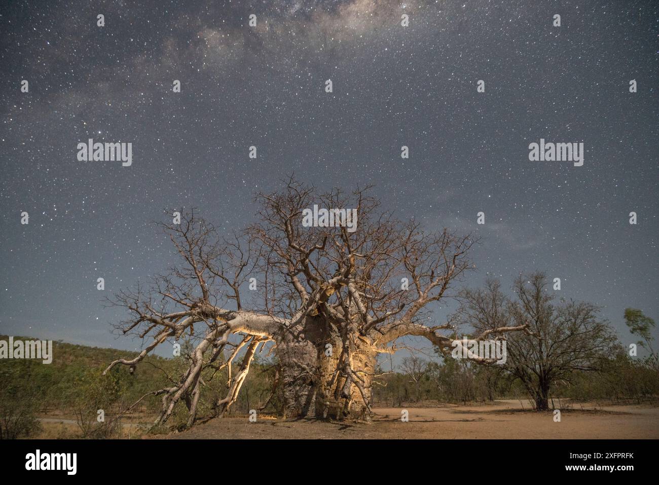The 'Prison' Australian baobab / Boab tree (Adansonia gregorii) which ...