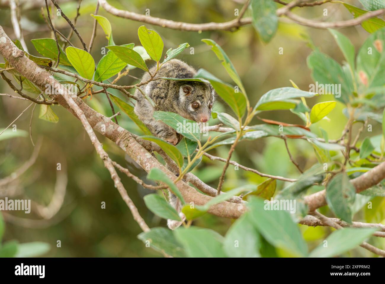 Green ringtail possum (Pseudochirops archeri) , Lumholtz Lodge ...