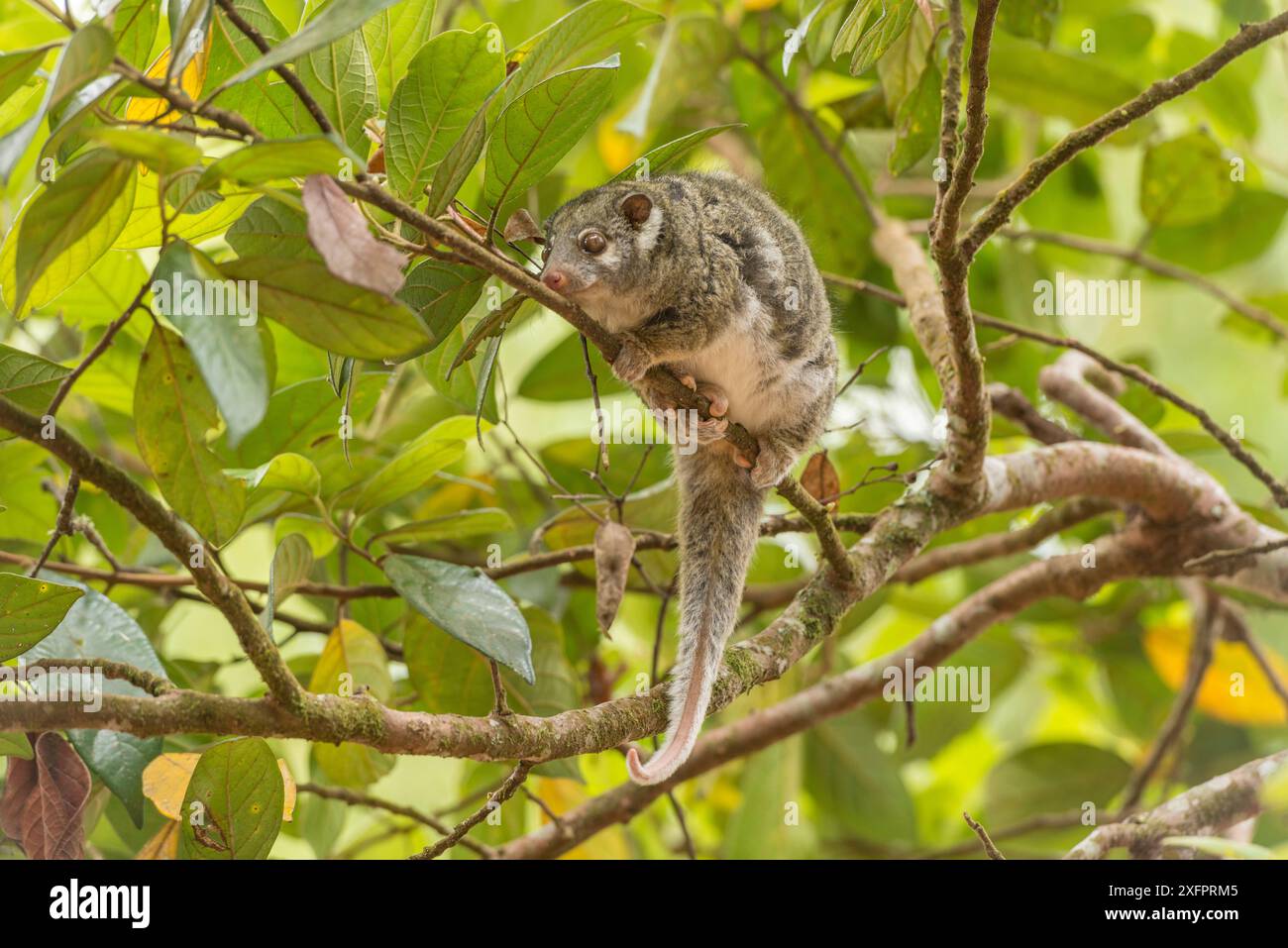Green ringtail possum (Pseudochirops archeri) , Lumholtz Lodge ...