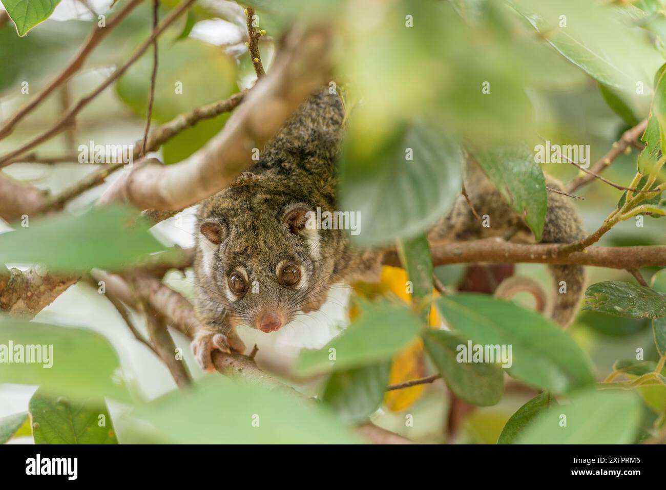 Green ringtail possum (Pseudochirops archeri) Lumholtz Lodge, Atherton ...