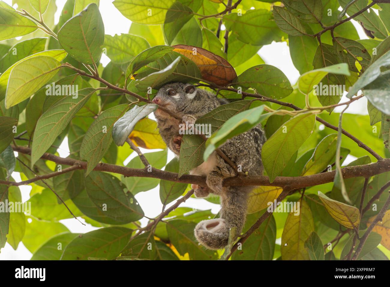 Green ringtail possum (Pseudochirops archeri) Lumholtz Lodge, Atherton ...