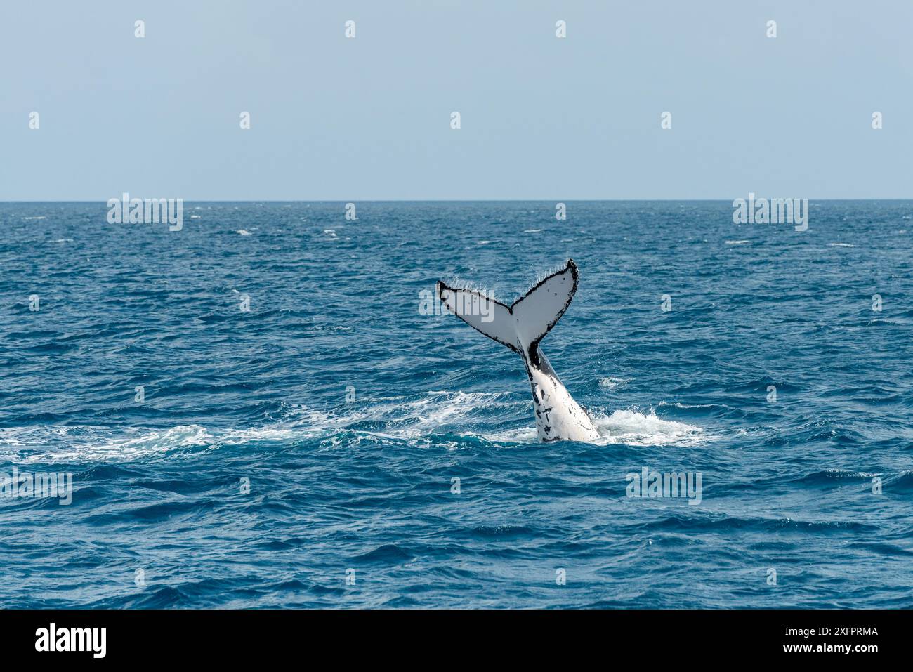 Migratory marine mammals hi-res stock photography and images - Alamy