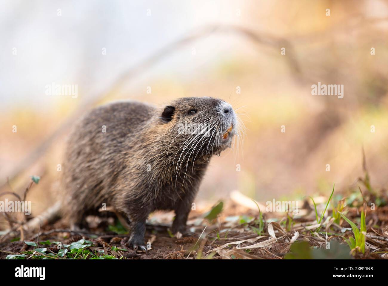 Nutria, coypu herbivorous, semiaquatic rodent member of the family ...
