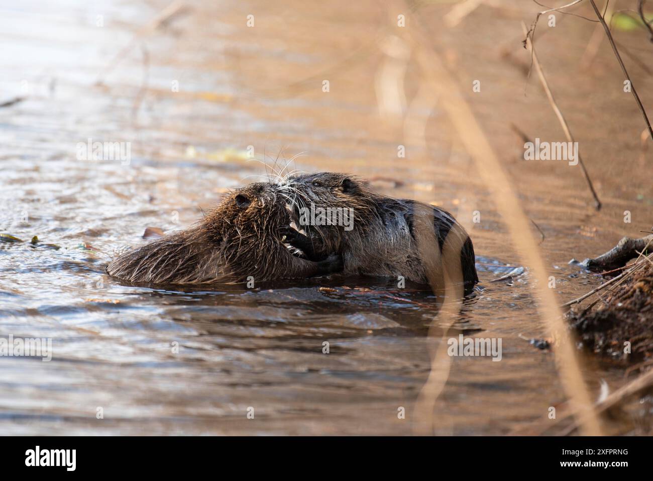 Nutria, coypu herbivorous, semiaquatic rodent member of the family ...