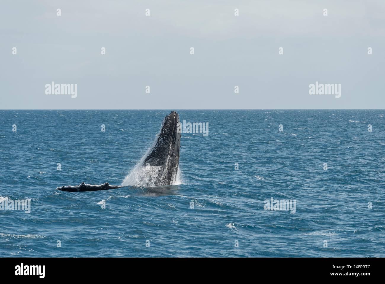 Humpback whale breaching sequence hi-res stock photography and images ...