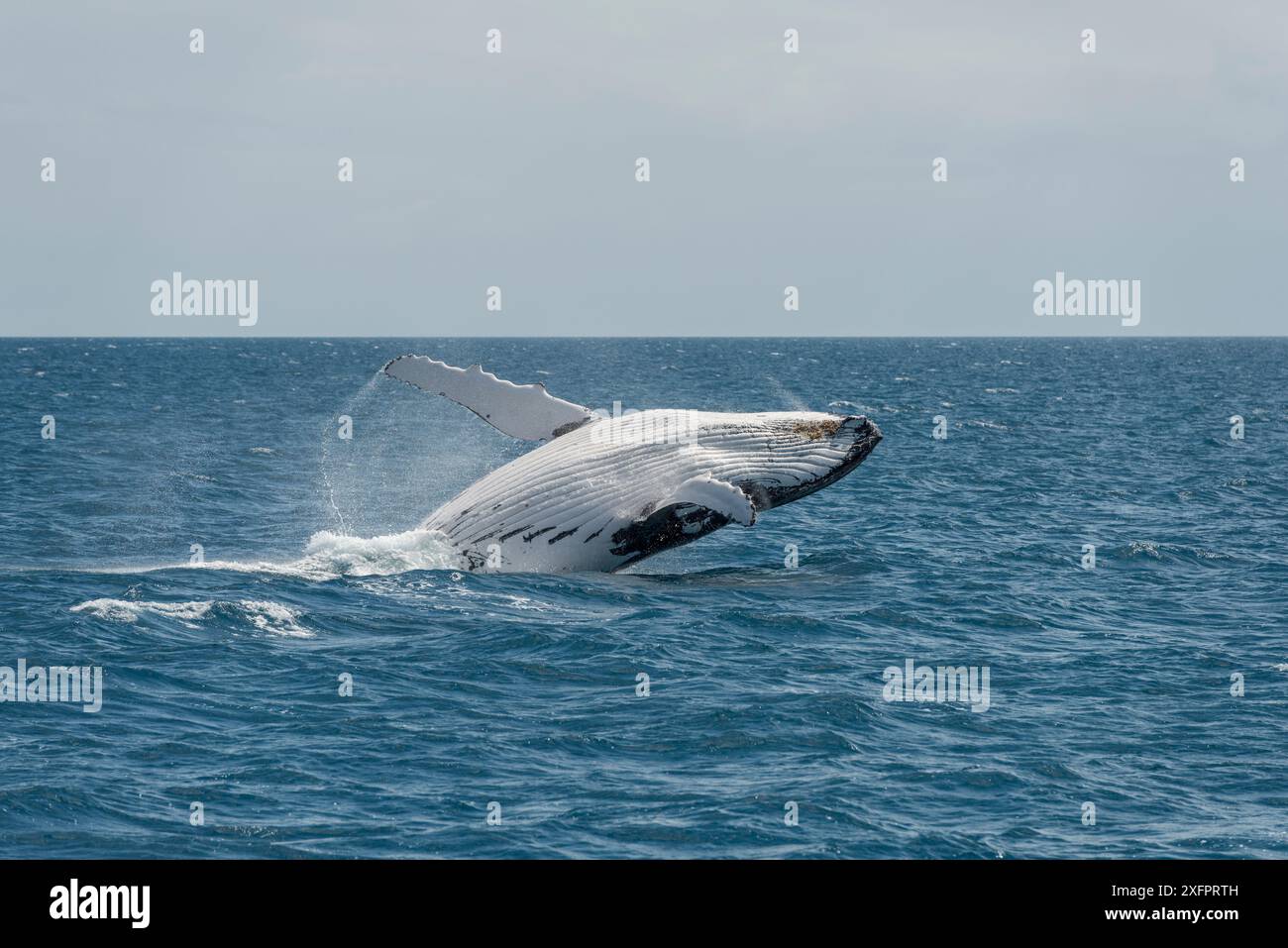 Humpback whale breaching sequence hi-res stock photography and images ...