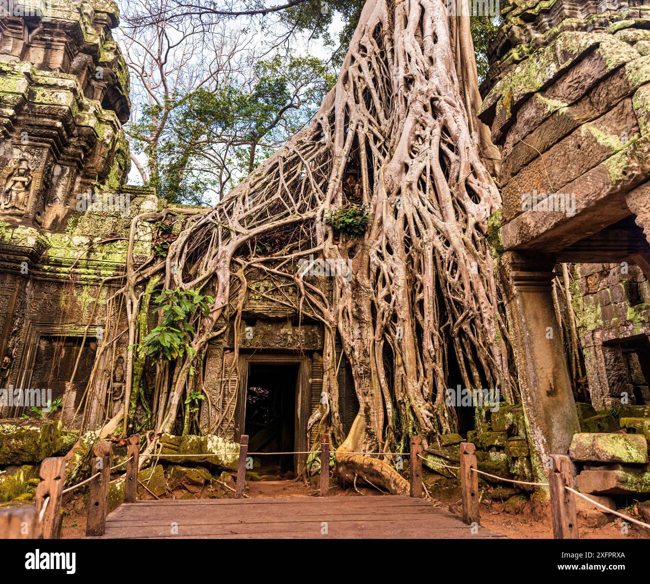 Strangler Fig around a door at Ta Prohm Temple, part of the Angkor Wat ...