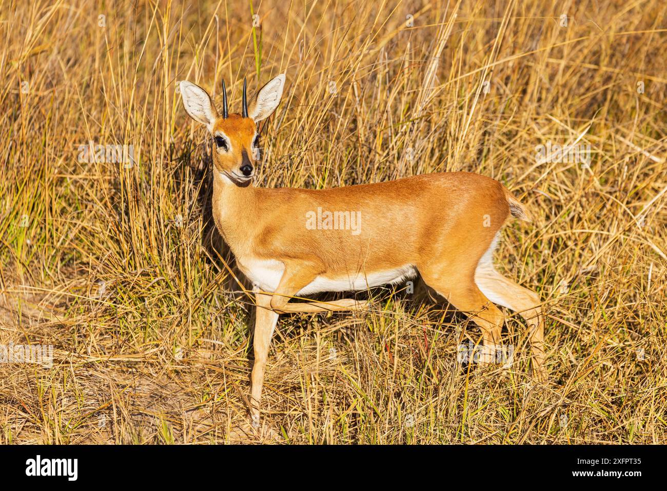 Young antelope steenbock Raphicerus campestris in the dry savannah of ...