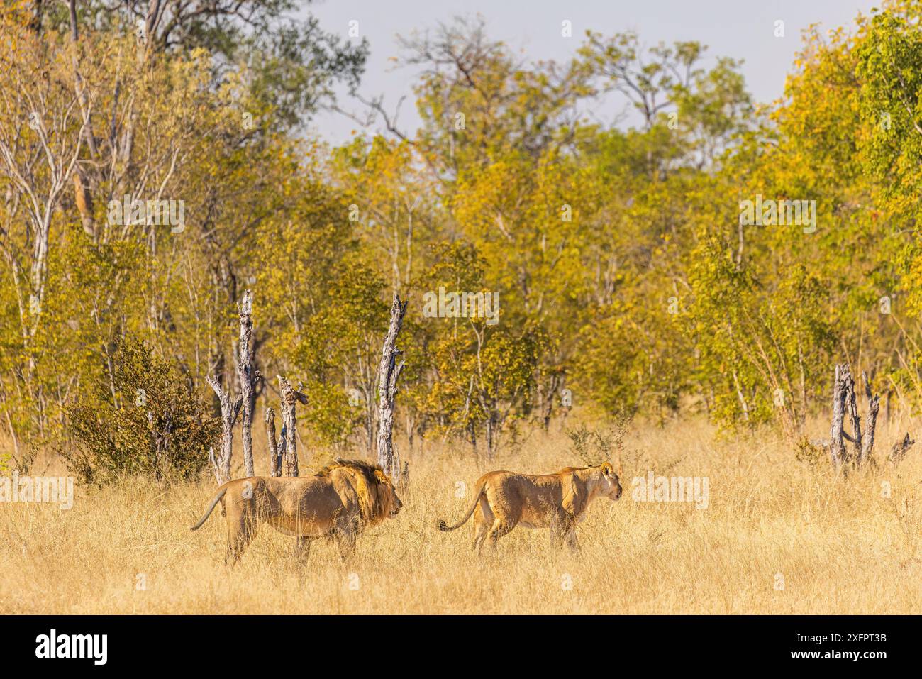 Male And Female Lion In Mating Season Looking for the right spot ...