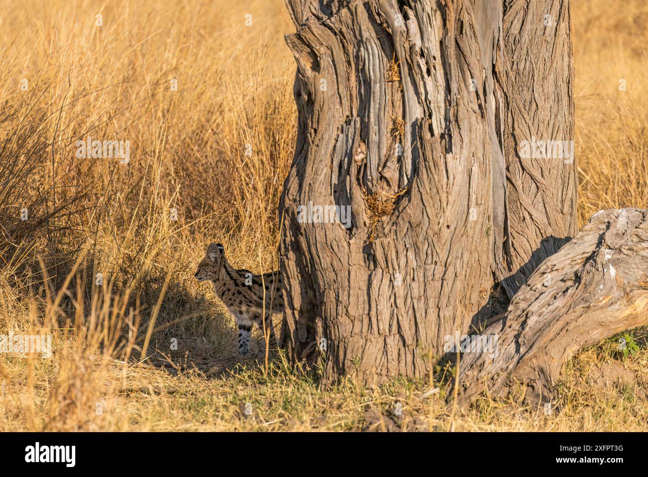 Serval wild cat behind tree, side shot Stock Photo - Alamy