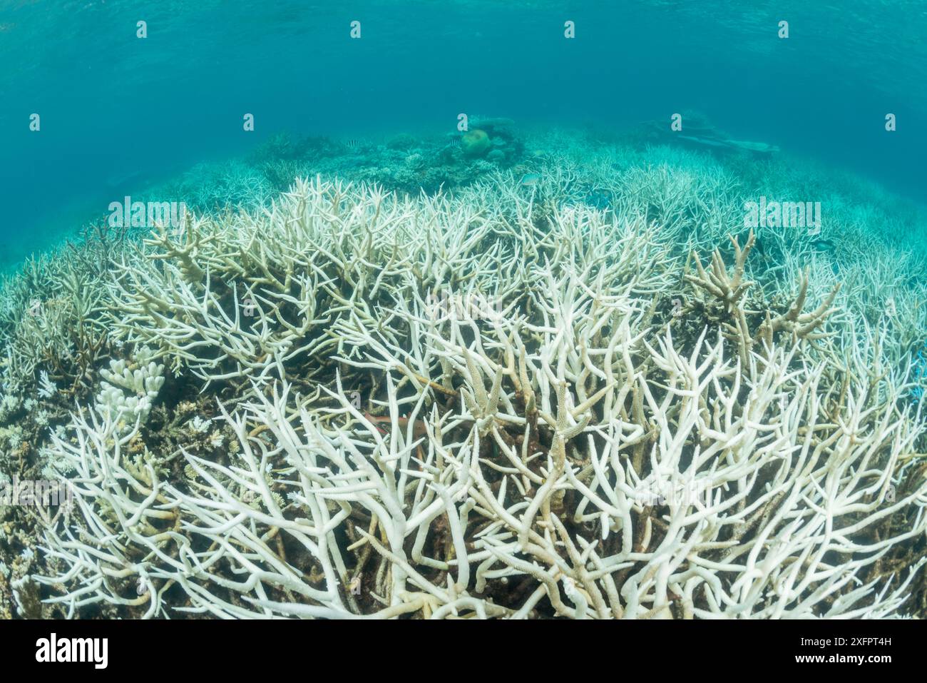 Coral bleaching in the northern Great Barrier Reef, Queensland ...