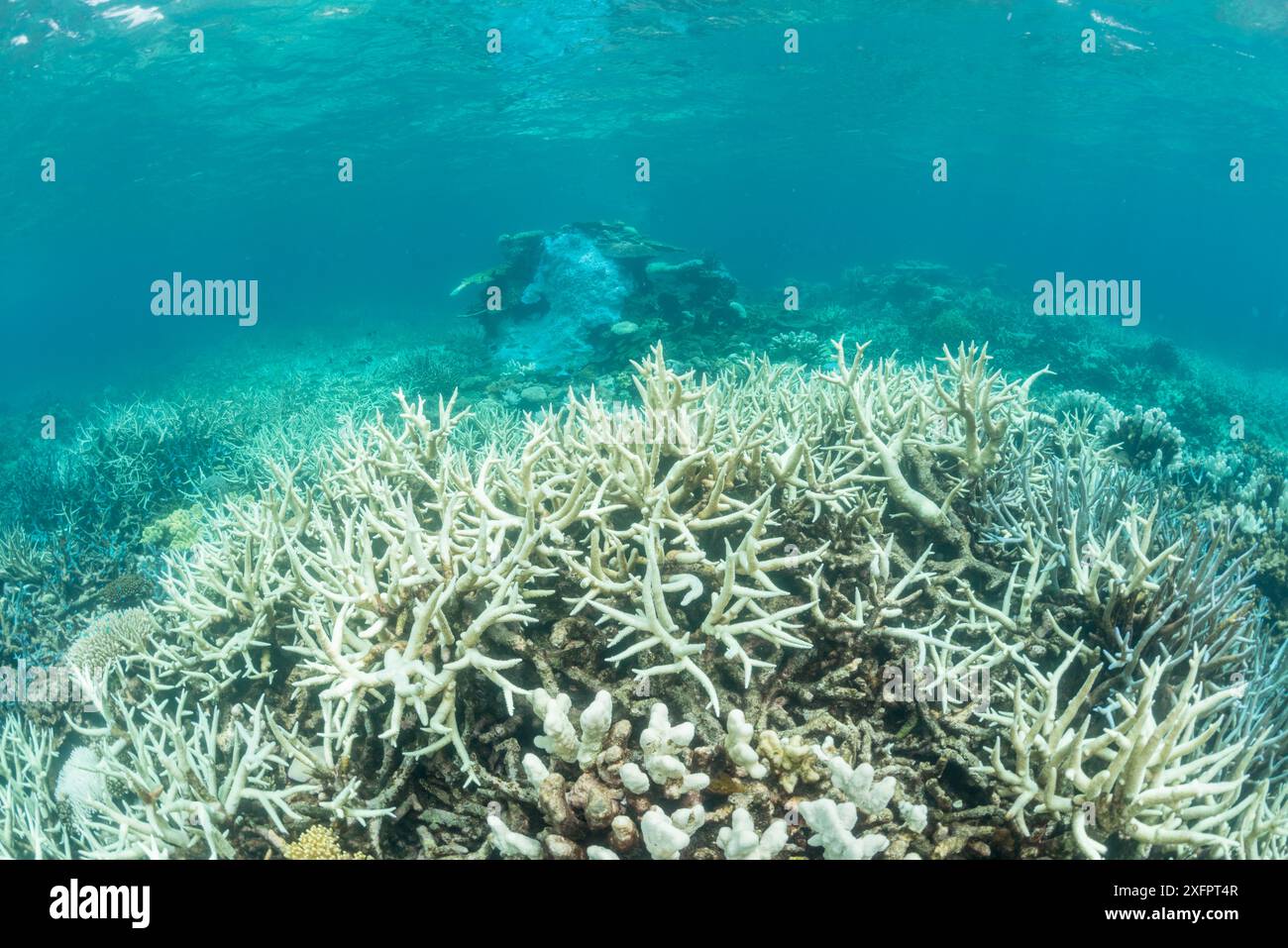 Coral bleaching in the northern Great Barrier Reef, Queensland ...
