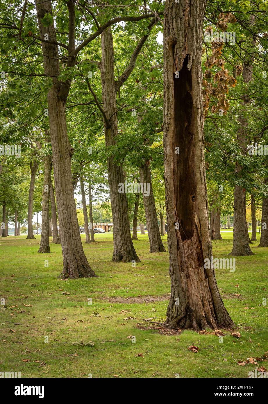 Detroit greenery hi-res stock photography and images - Alamy