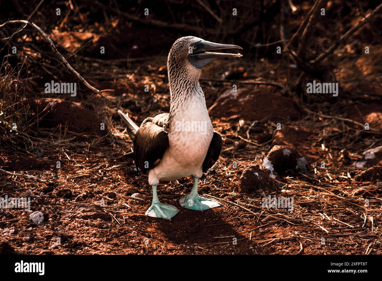 A Blue Footed Booby Stands In Its Natural Habitat On The Galapagos
