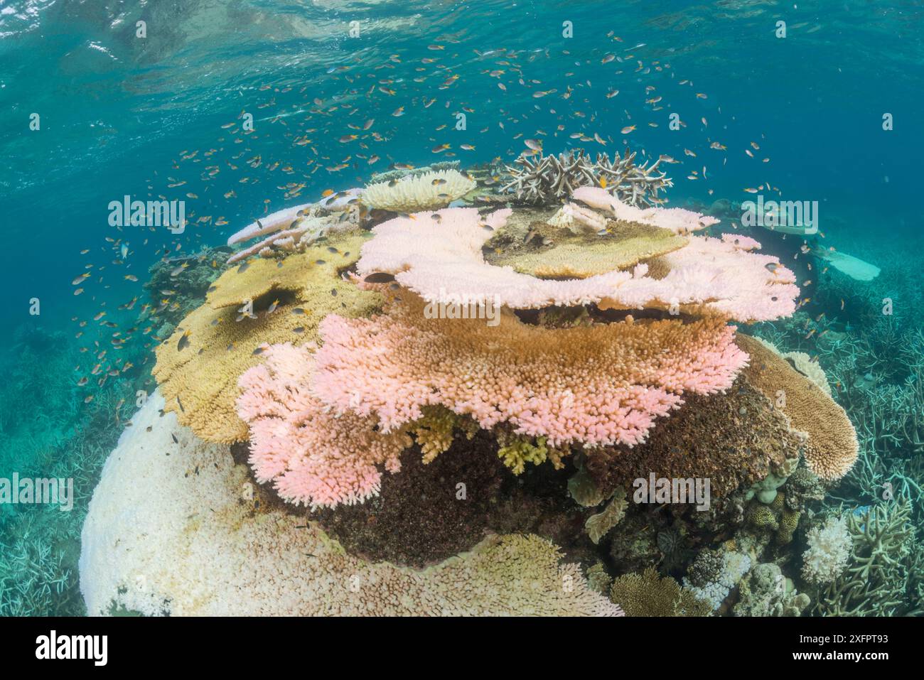 Coral bleaching in the northern Great Barrier Reef, Queensland ...