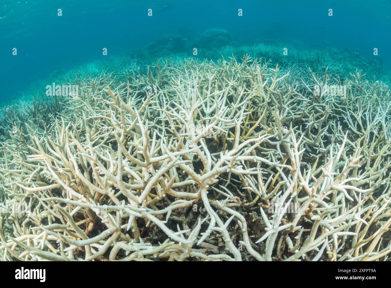 Coral bleaching in the northern Great Barrier Reef, Queensland ...