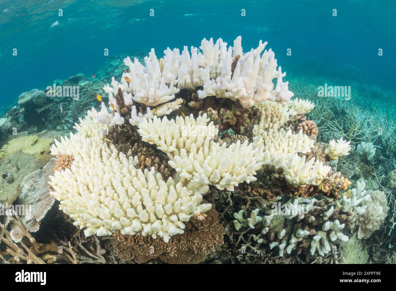 Coral bleaching in the northern Great Barrier Reef, Queensland ...