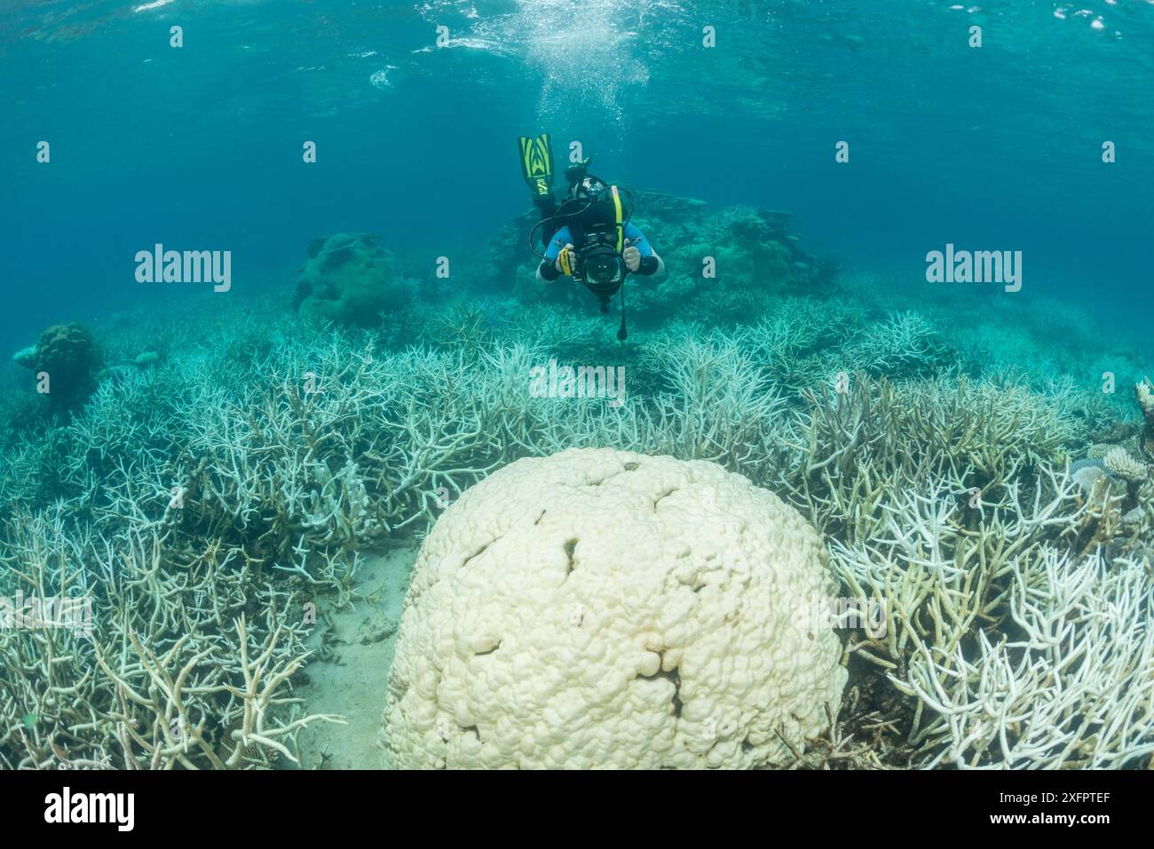 Photographer Jurgen Freund taking pictures of coral bleaching in the ...