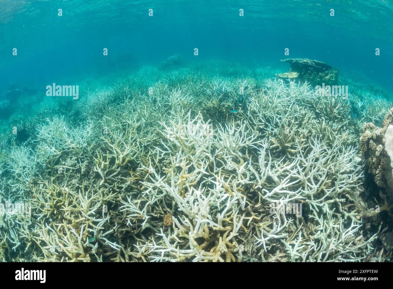 Coral bleaching in the northern Great Barrier Reef, Queensland ...