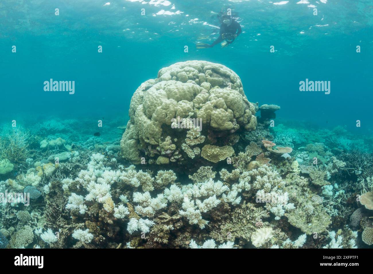 Coral bleaching in the northern Great Barrier Reef, Queensland ...